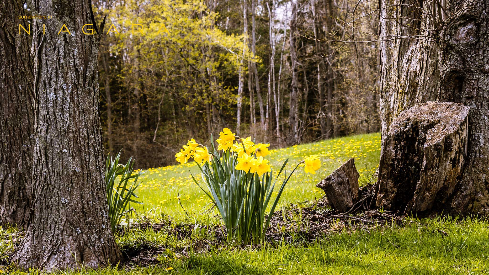 Between Two Trees - GYST Services